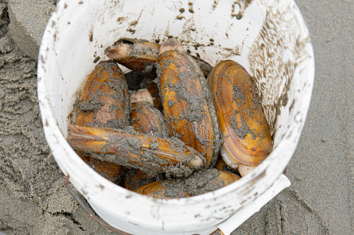 Seven days of coastal razor clam digs approved beginning Nov. 13 | The ...