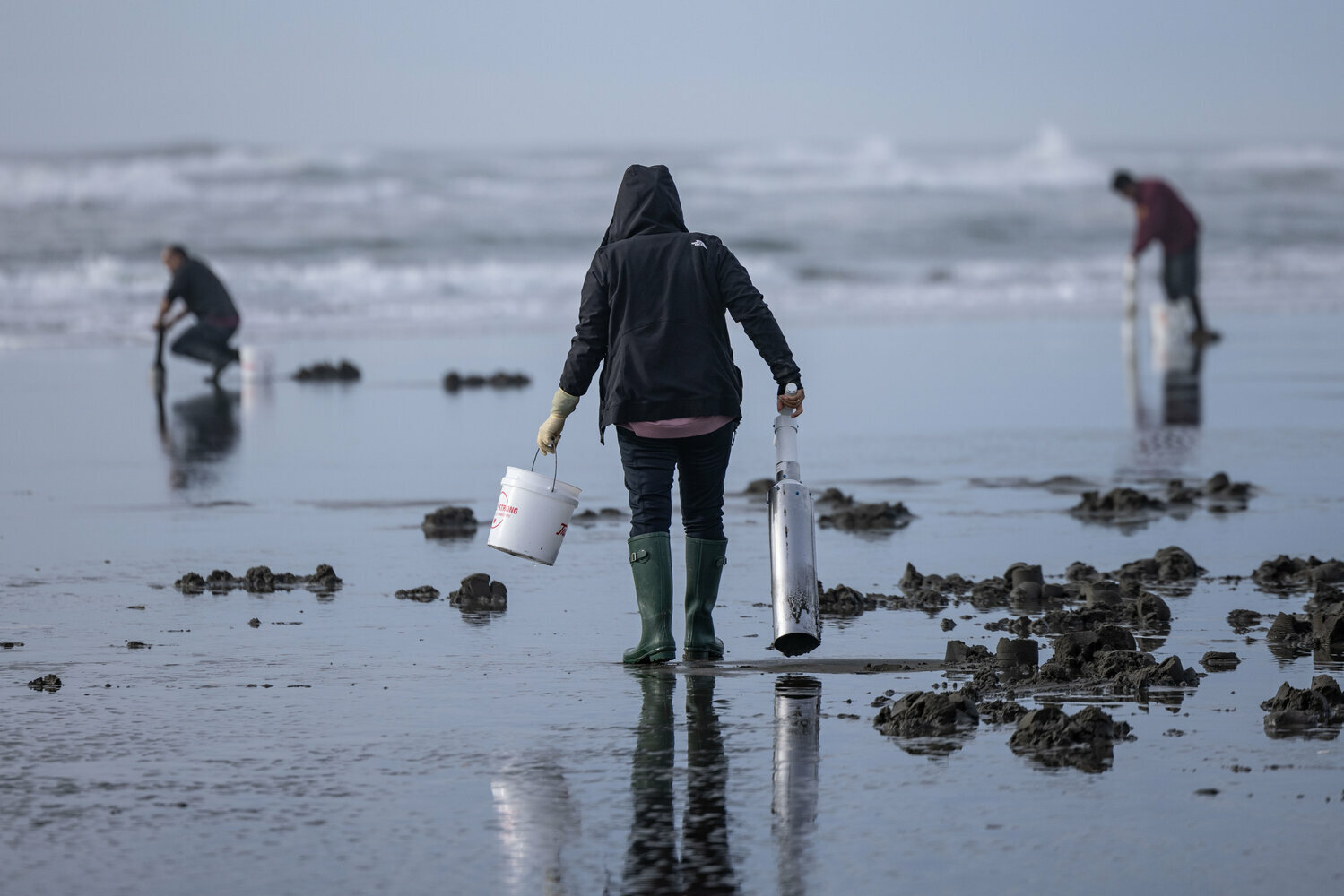 Clam digging returns: WDFW announces 42 tentative days of coastal ...