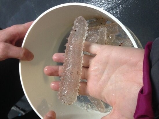 Blobby creatures washed up on West Coast beaches during marine warming ...