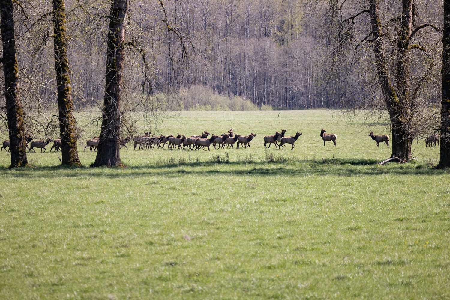 Statewide bans on baiting, feeding wildlife proposed by WDFW to help ...