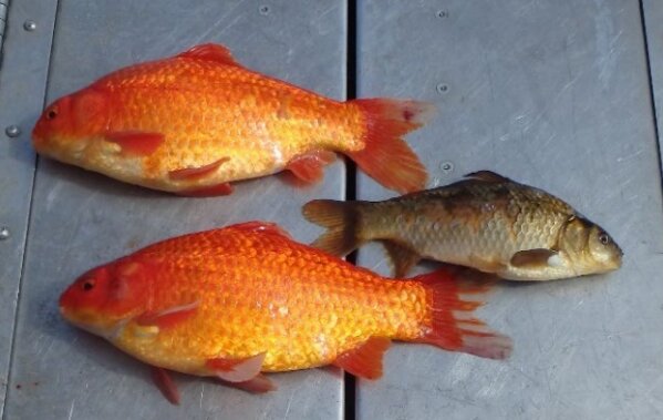 Washington making plans to remove goldfish from Eastern Washington lake ...