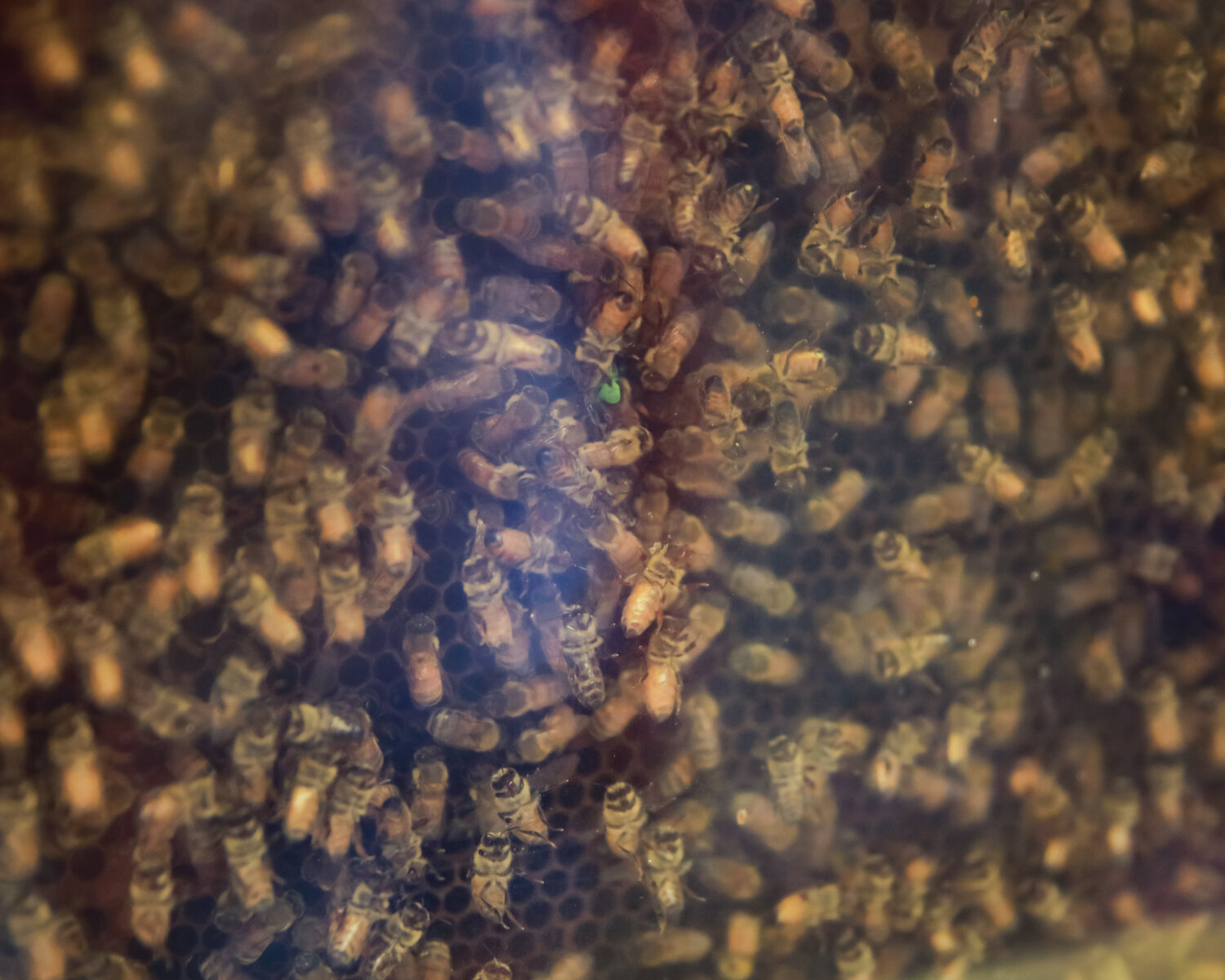 World bee experts gather in Washington after largest die-off in history ...