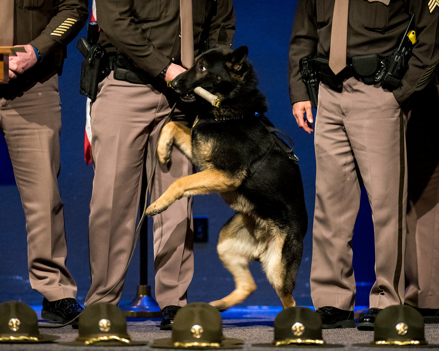 Lewis County Sheriff’s Office announces death of retired K9 Axel | The ...