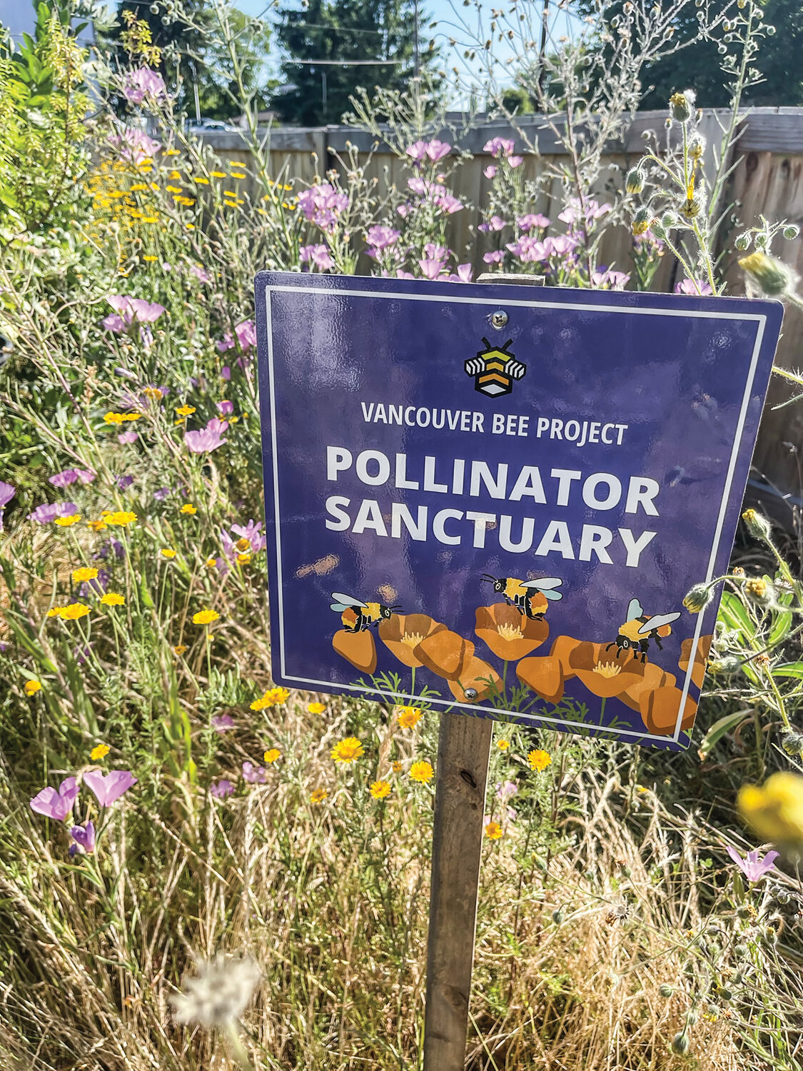 Vancouver program advocates for local pollinator preservation | The ...