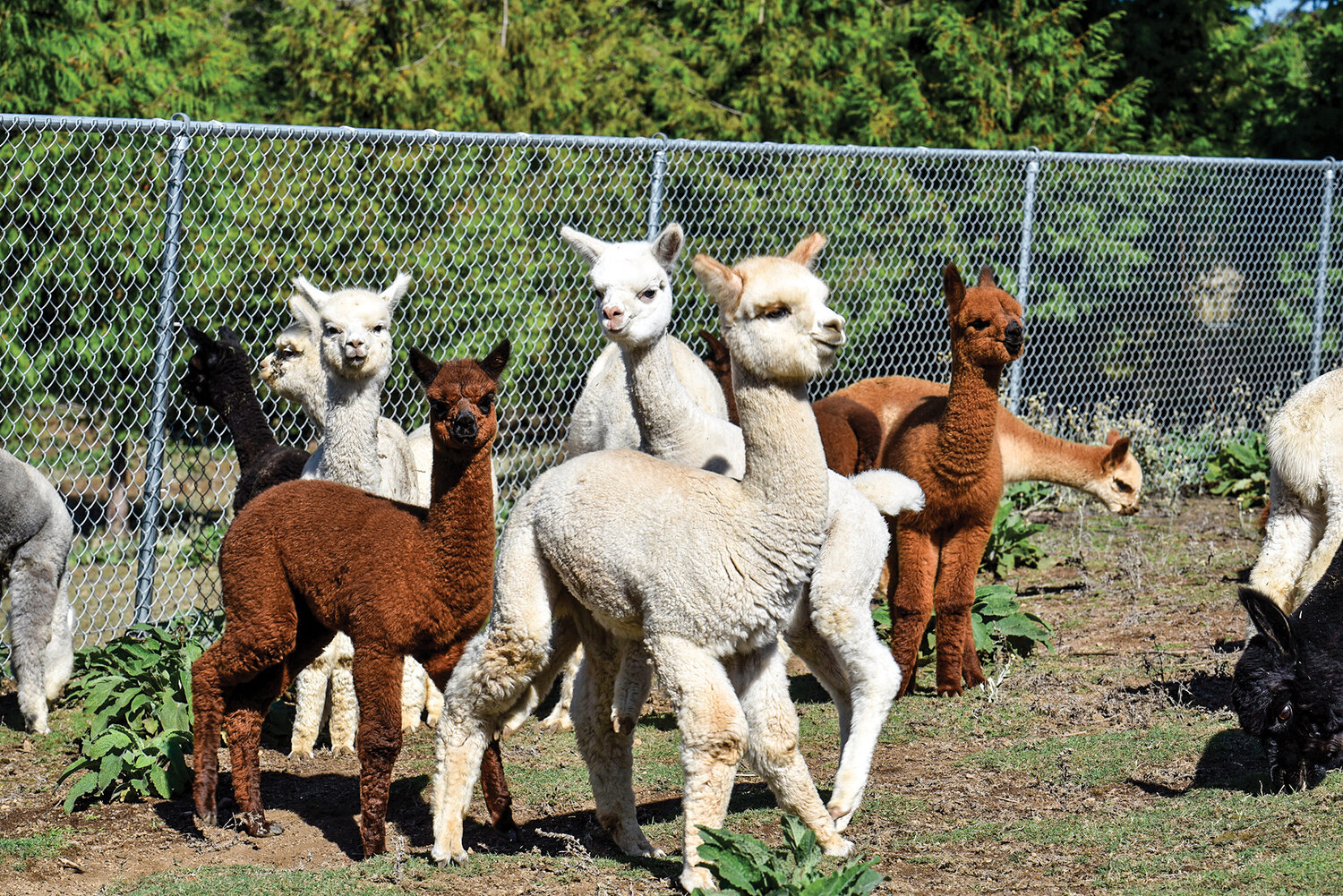 Local farm celebrates National Alpaca Days | The Reflector