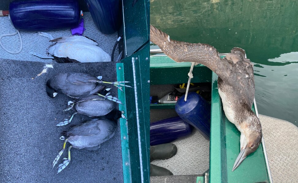 More than 20 birds shot, left to rot in Columbia River, including a ...