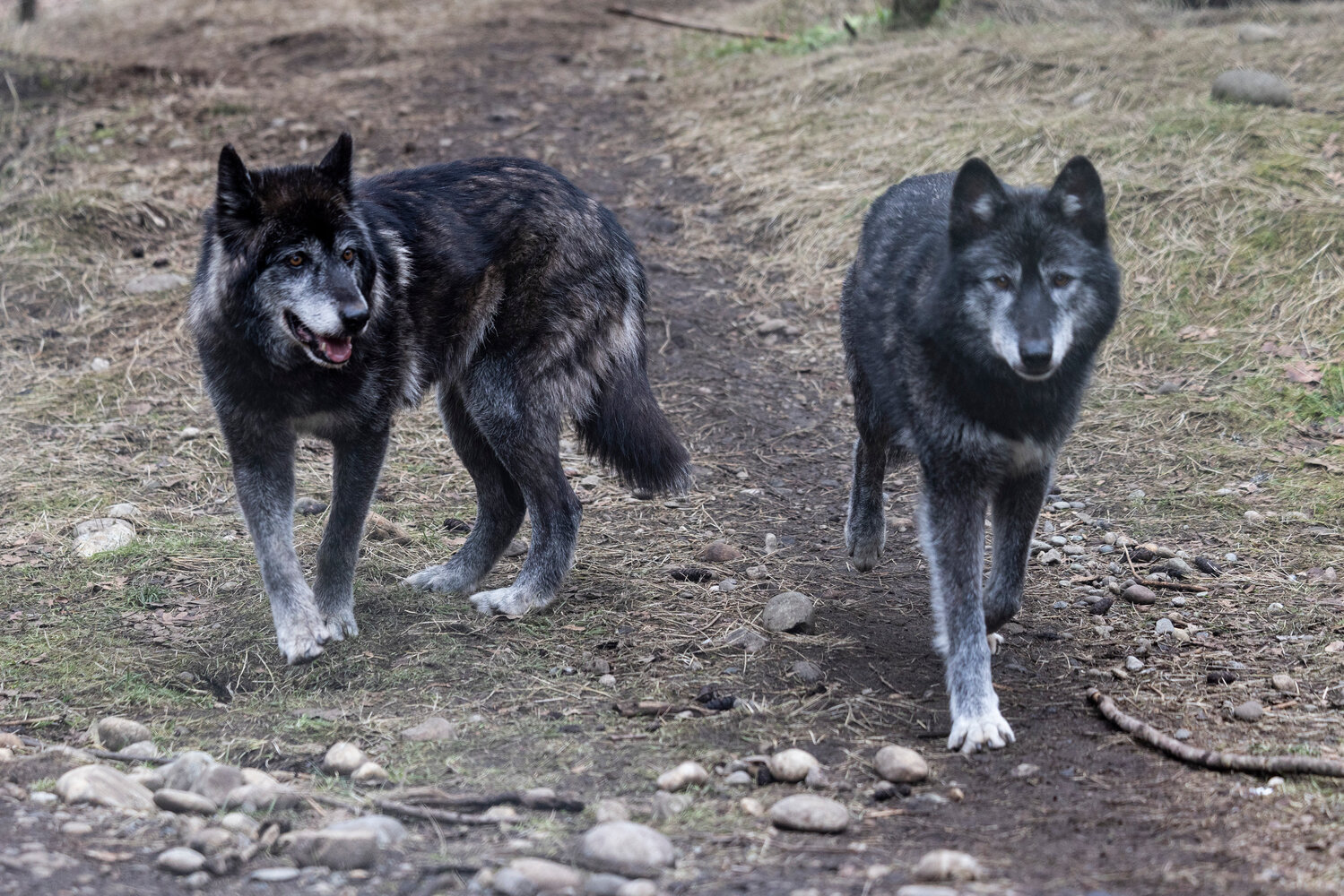 In focus: Newest residents settle in at Wolf Haven in Tenino ...
