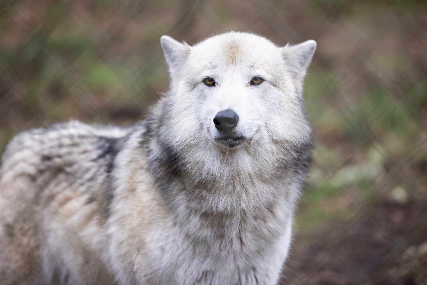 Wolf Haven’s annual Wolves & Wine gala returns | Nisqually Valley News