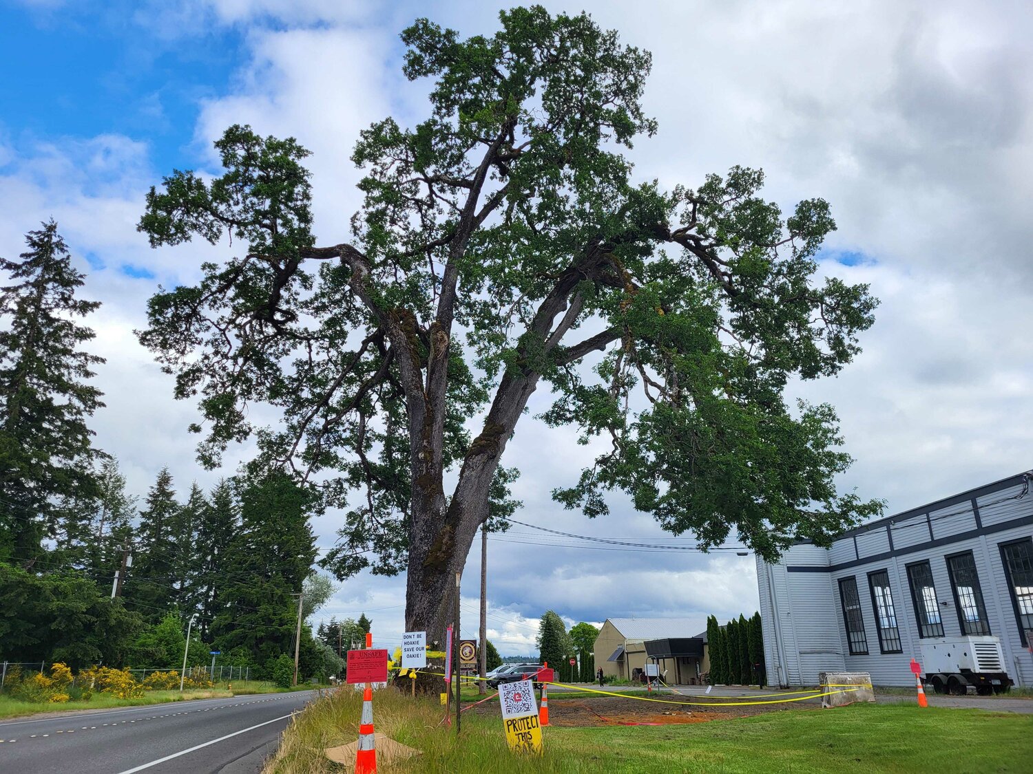 Historic Tumwater tree could stay, report says; final decision coming ...