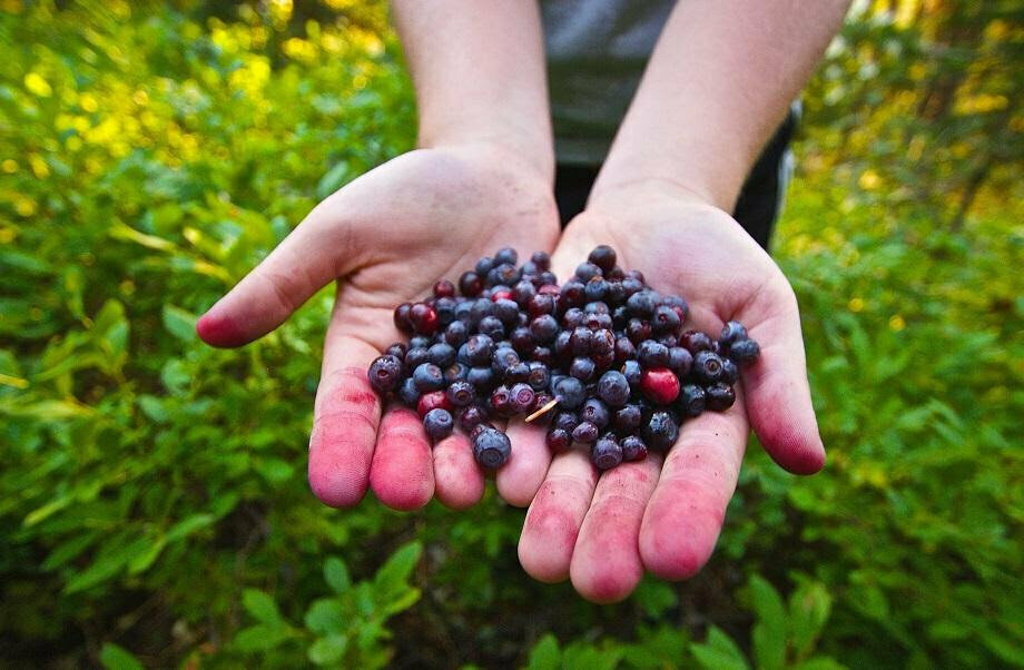 Huckleberry harvest thrives after ban — a win for conservation and ...