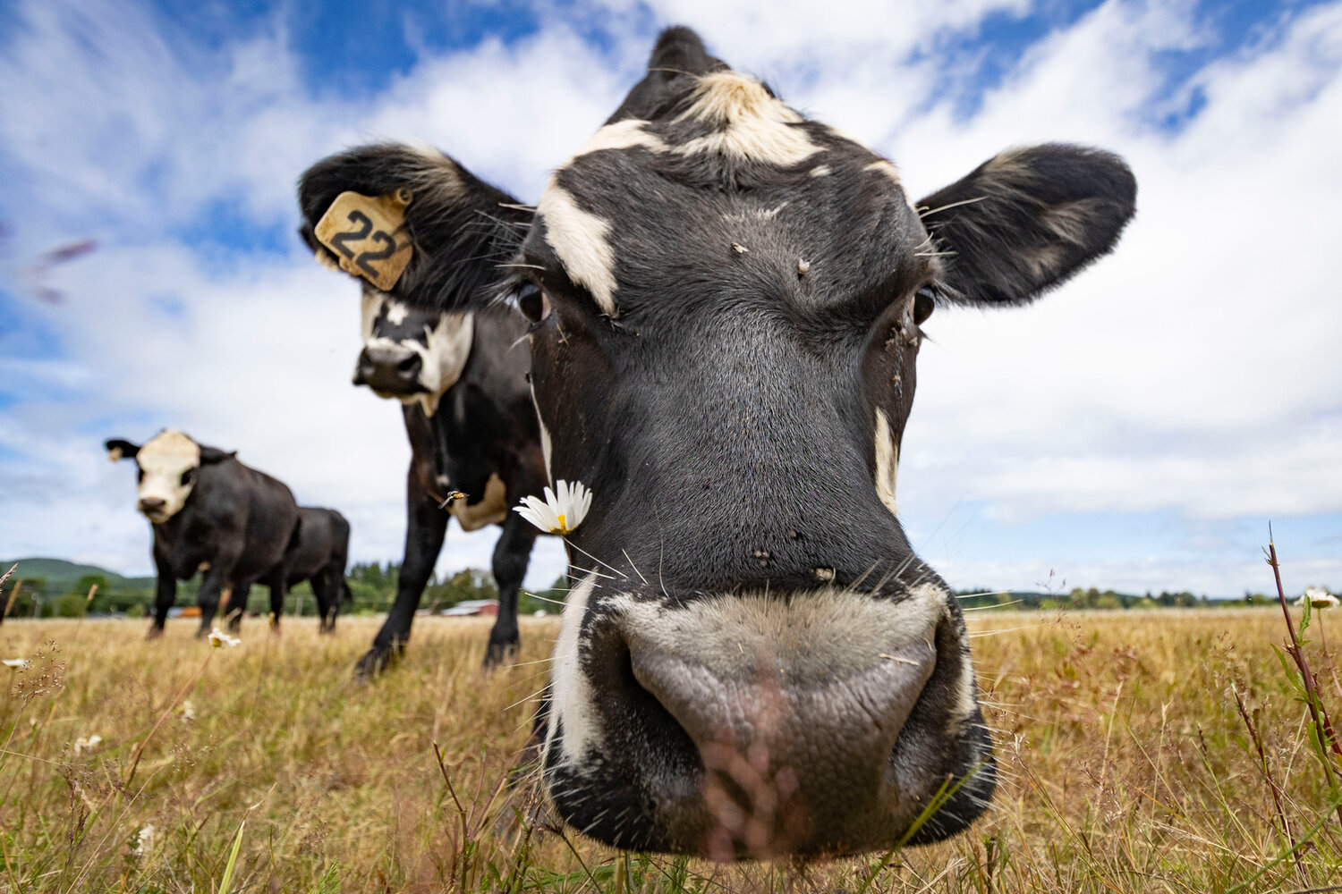 Three cows delayed northbound I-5 traffic in Thurston County Saturday ...