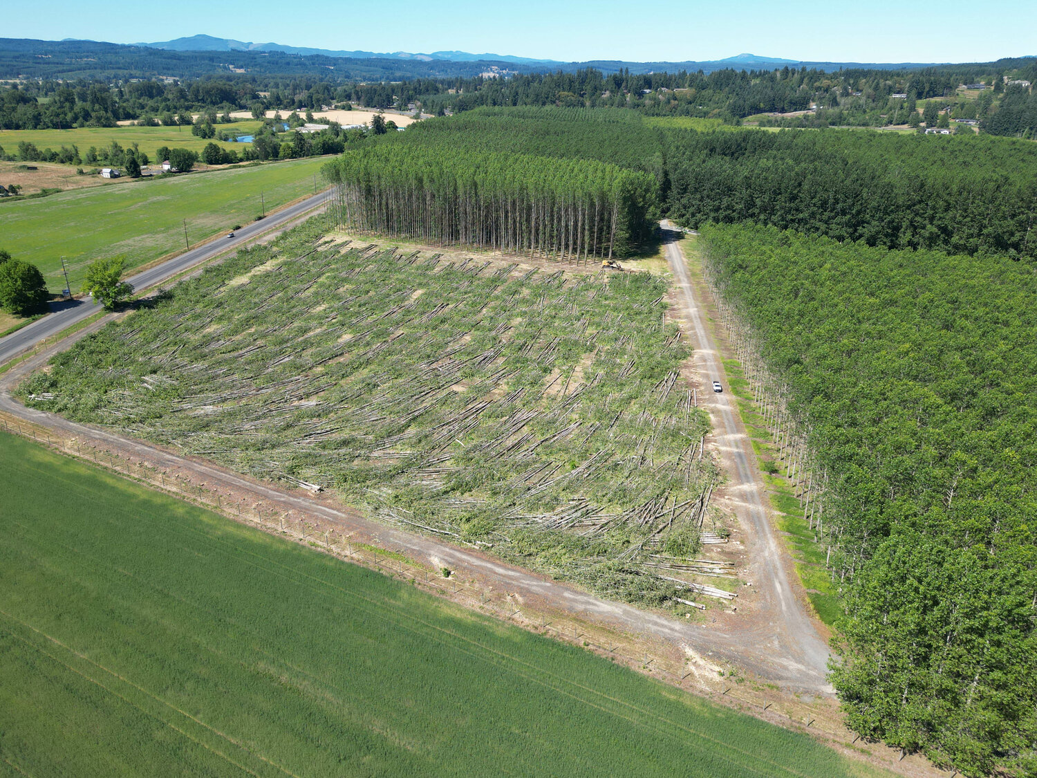 In focus: Poplar Tree Farm harvesting continues along state Route 6 in ...