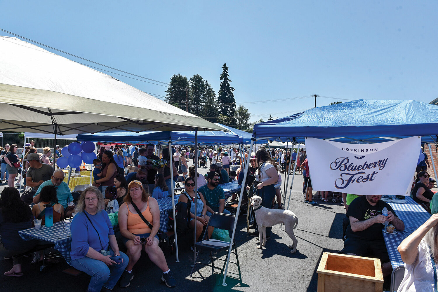 Annual Hockinson Blueberry Festival to bring rural roots and tradition ...