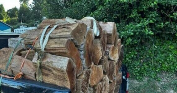 WDFW officer foils cedar tree thefts in Grays Harbor County | The Daily ...