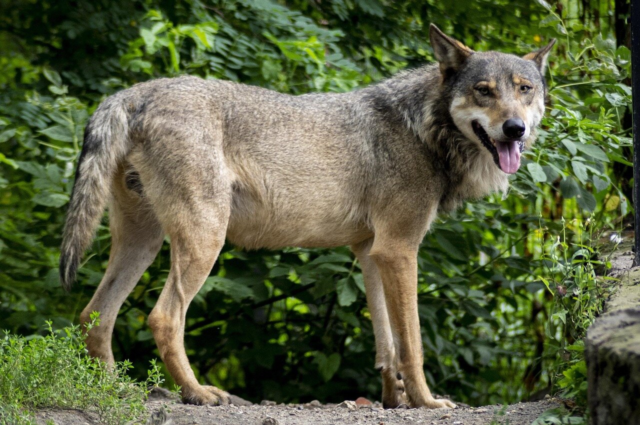 WDFW kills wolf from Sherman pack | The Daily Chronicle