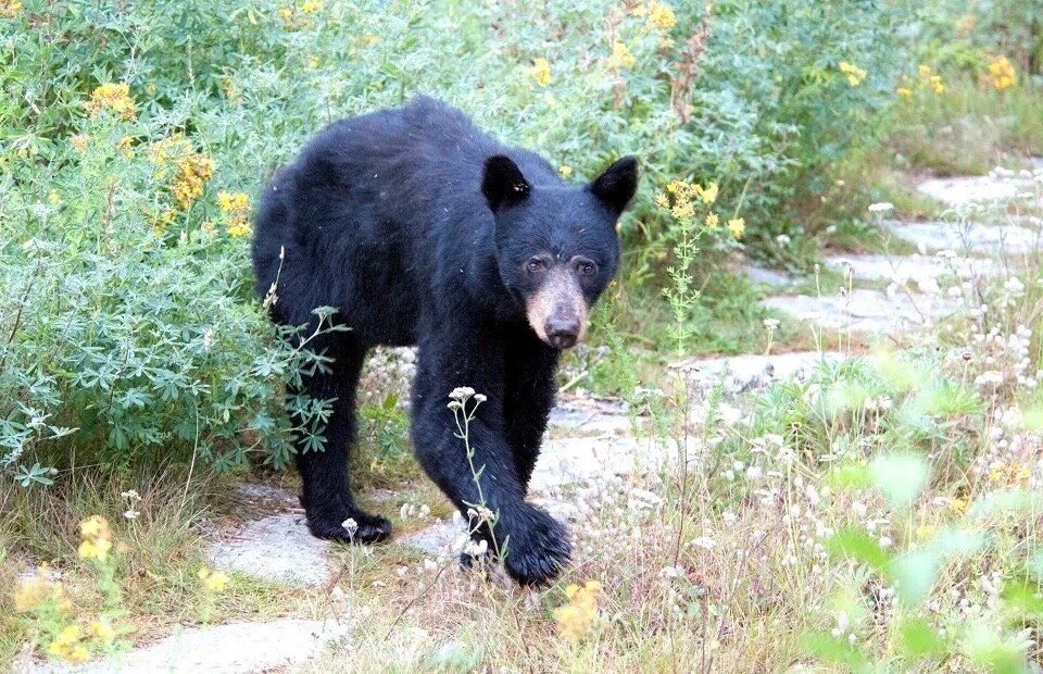 Gov. Ferguson orders investigation into conduct of WDFW Commission ...