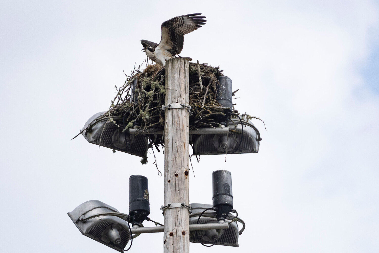 In focus: Ospreys take flight over Mossyrock football field | The Daily ...