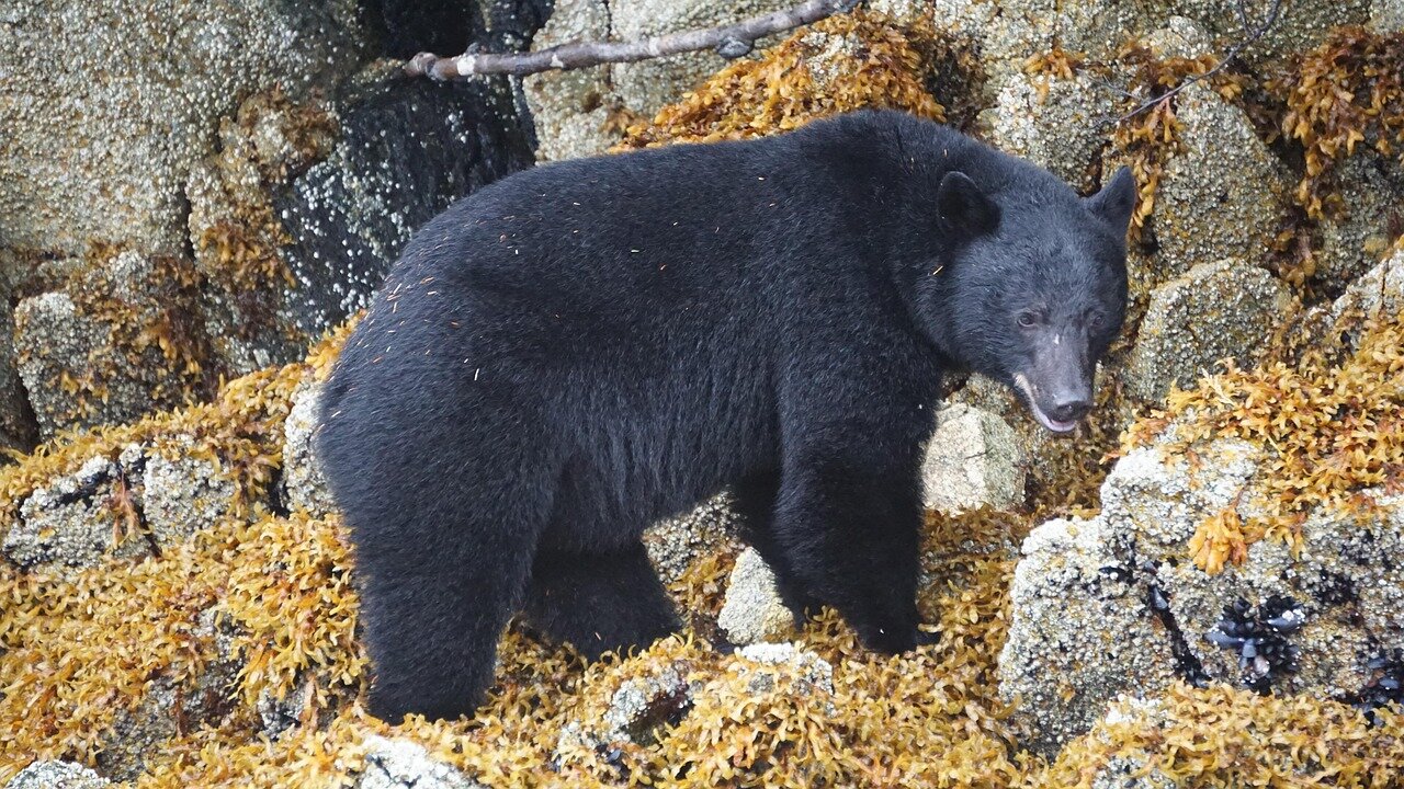 Bear ravages Washington apiary, killing thousands of bees, destroying ...