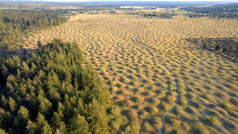 Examining the mystery of Washington's Mima Mounds | Nisqually Valley News
