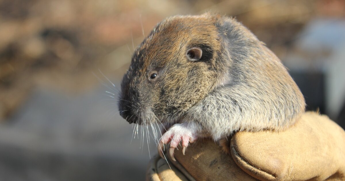 Thurston County commissioners approve $1.4M purchase of pocket gopher ...