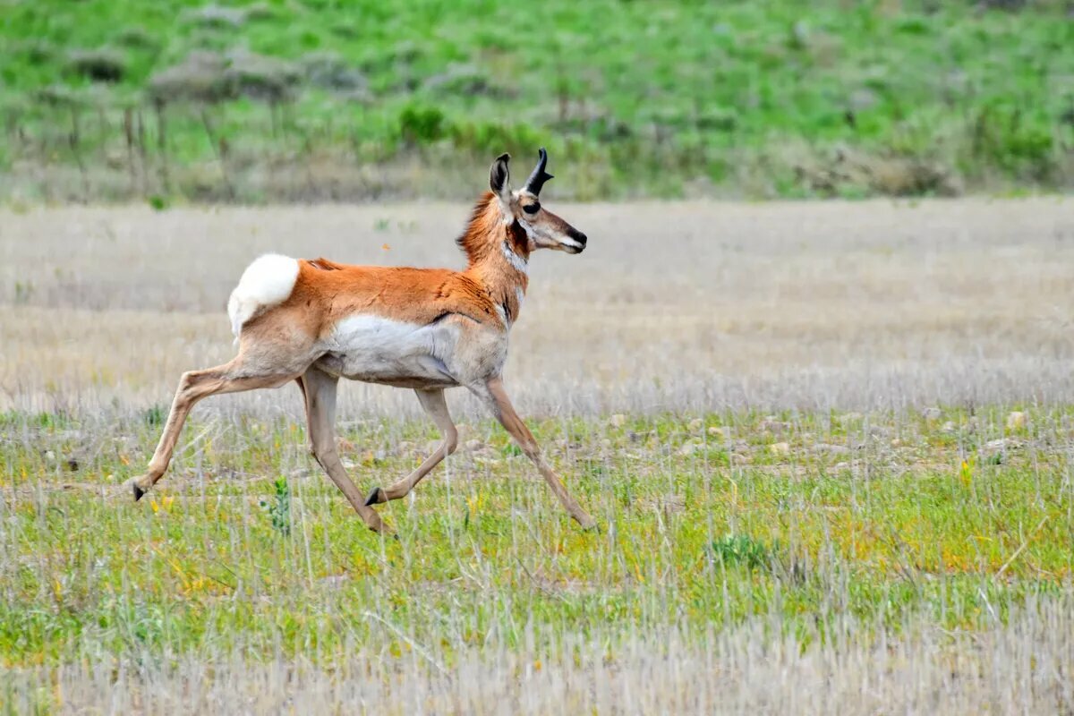 Hunter becomes first to harvest pronghorn on Colville Reservation | The ...