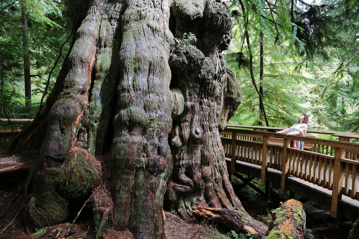 You think you’ve seen a big tree? Why we can no longer recognize a real ...