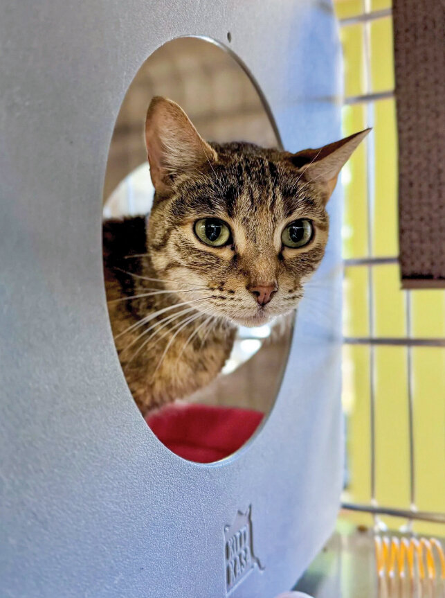 Kelso follows county in cutting ties with Humane Society for Southwest ...