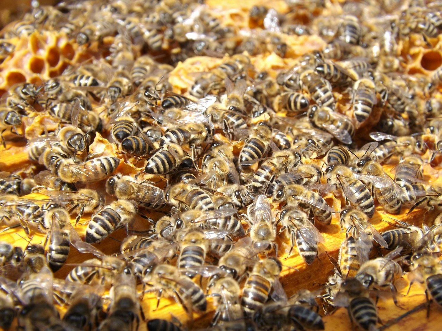 From ATF agent to bees: How Gerald Raffa found new purpose beekeeping ...