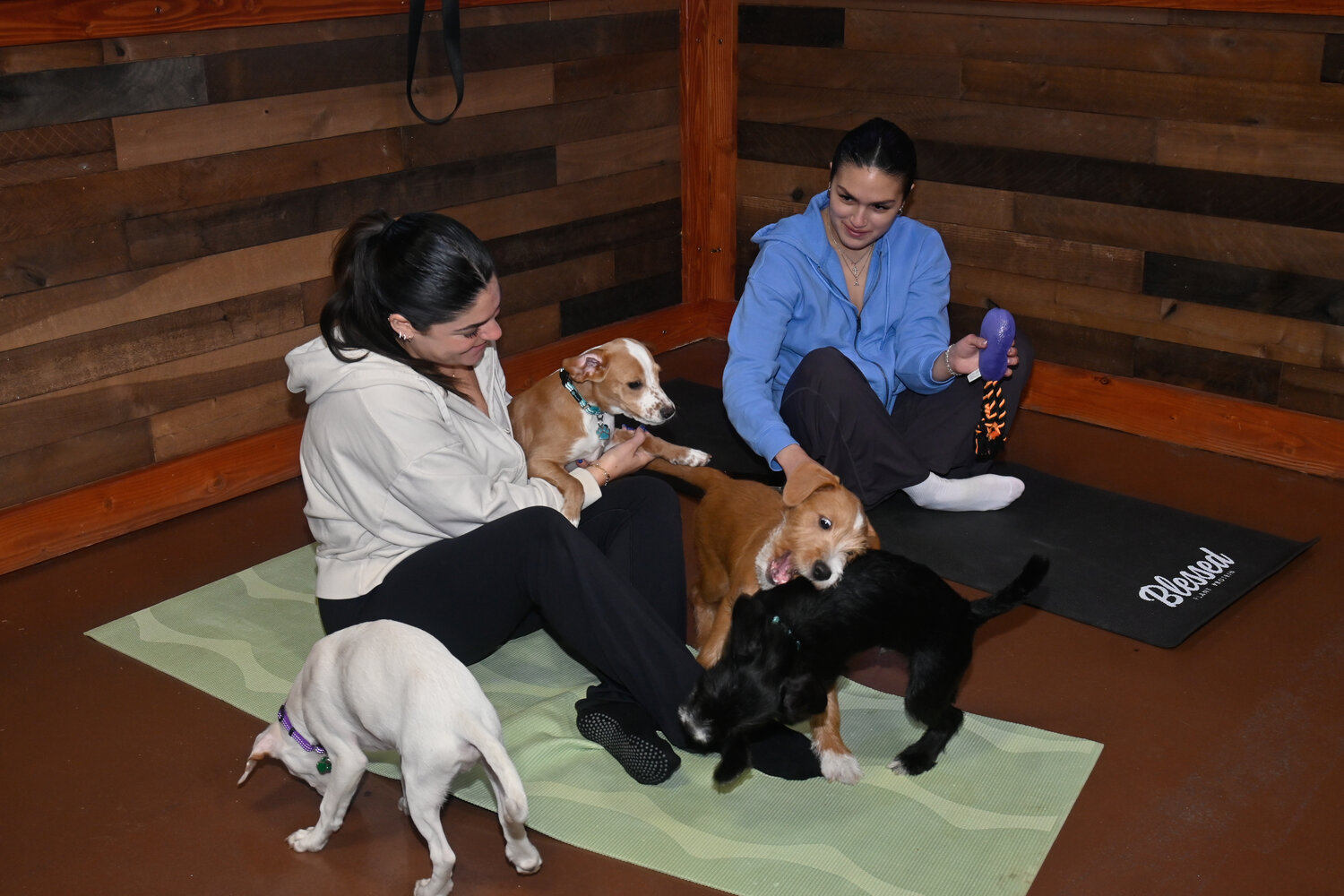 Puppy yoga in Oceanside combines fitness and fundraising for rescue ...