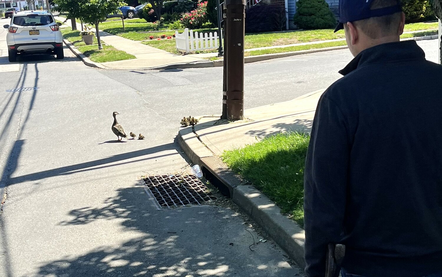 Lynbrook firefighters rescue duckling from storm drain | Herald ...