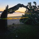 Oyster Bay 'Sad Tree' collapses following early-June storm | Herald ...