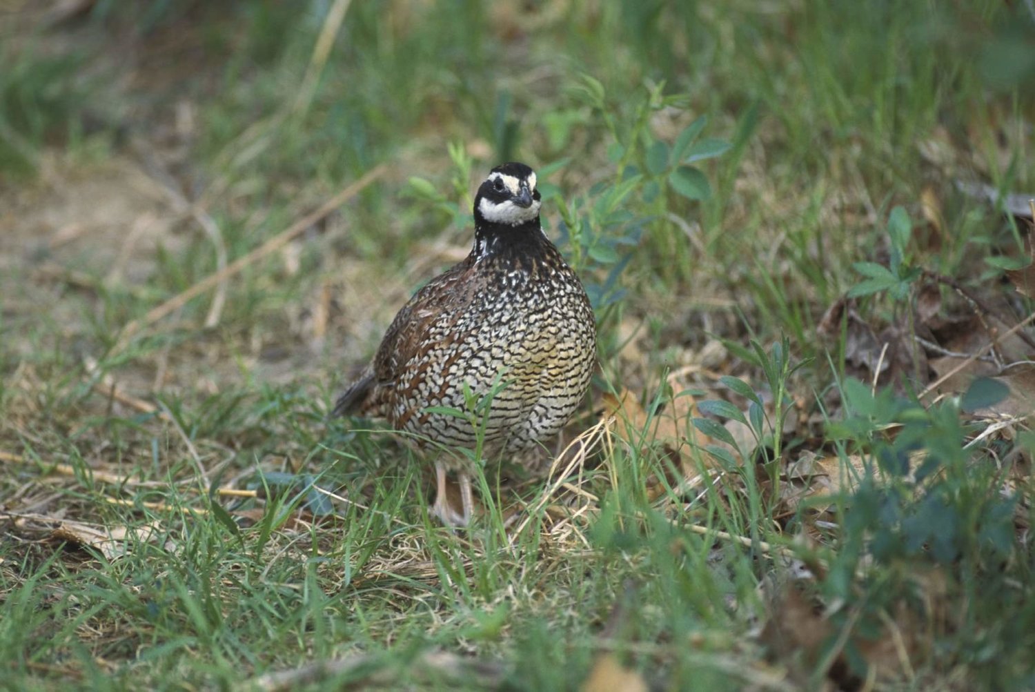 Animal of the week: Northern bobwhite quail | Marshfield Mail