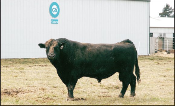Genex: Ancestry of modern ‘bull farm’ traces to MFA A.I. cooperative ...