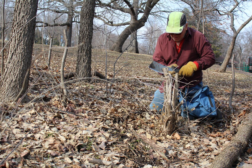 Good Neighbor: Buckthorn be gone | Southwest Voices