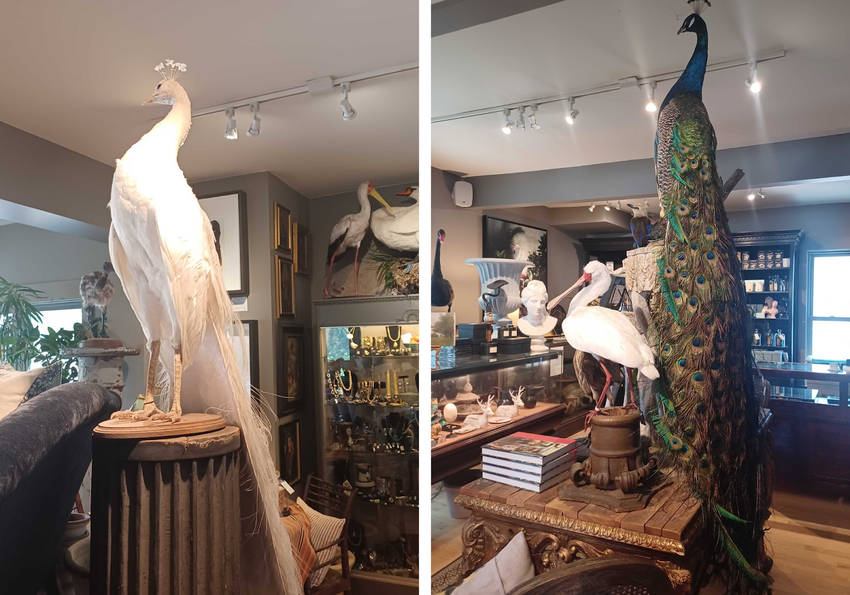 A “cabinet of curiosities” at Isles Studio | Southwest Voices