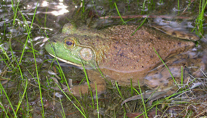 Bullfrog’s comeback - Waupaca County Post