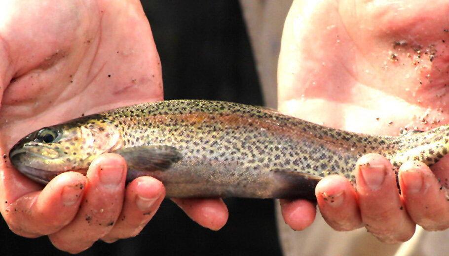 DNR to stock more trout - Waupaca County Post