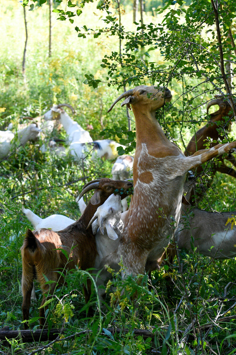Goats brought in to clear space for pollinators - Press Times