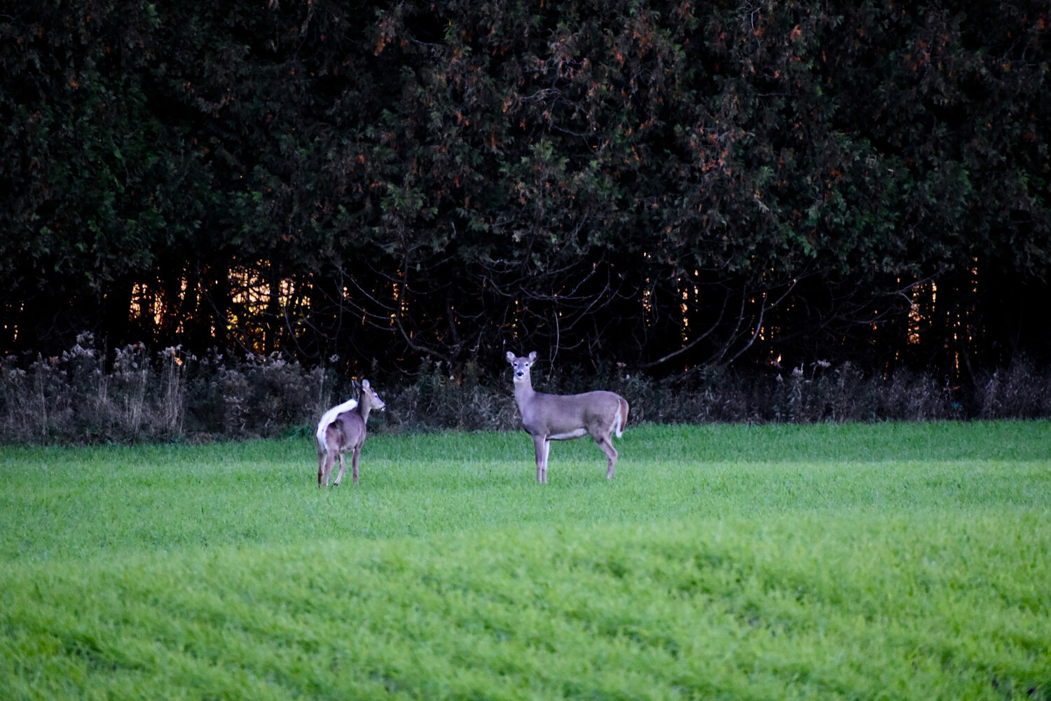 Outdoors: Crossbow users on target in Brown County deer hunt/fishing ...
