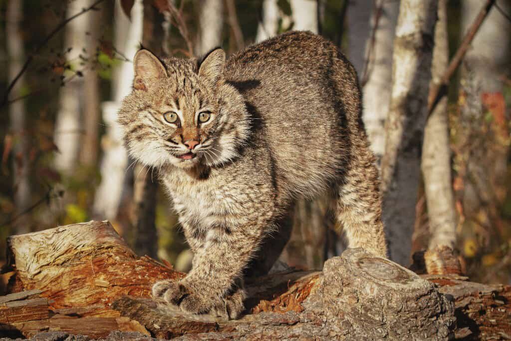 Northwoods Animal Babies Photo Contest winners announced - Tomahawk Leader