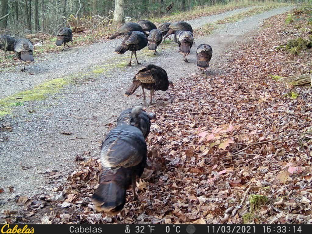Natural Connections: Driveway through the November Doldrums - Tomahawk ...
