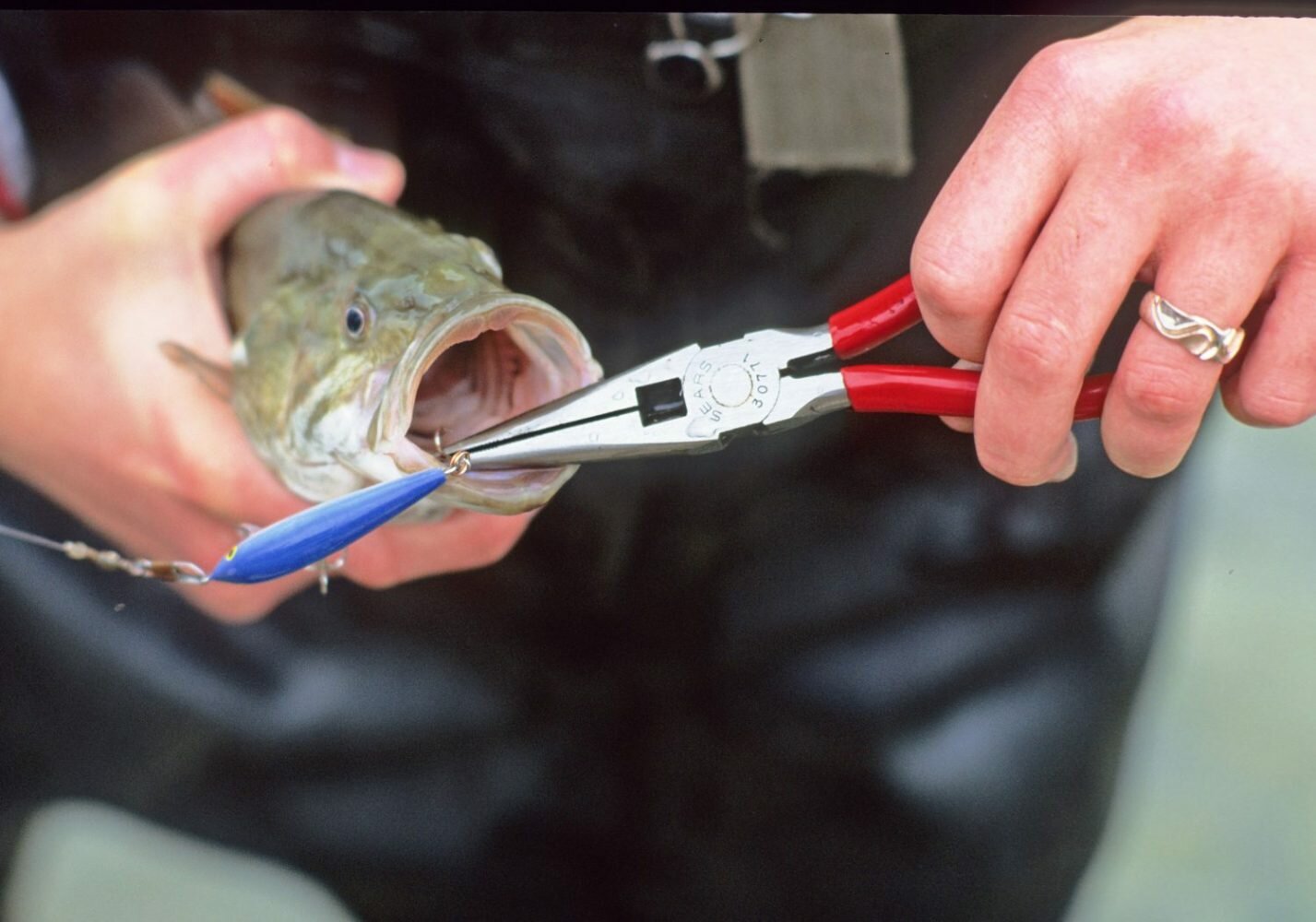 Fishing licenses ‘Go Wild;’ DNR makes changes for proof of licensing ...
