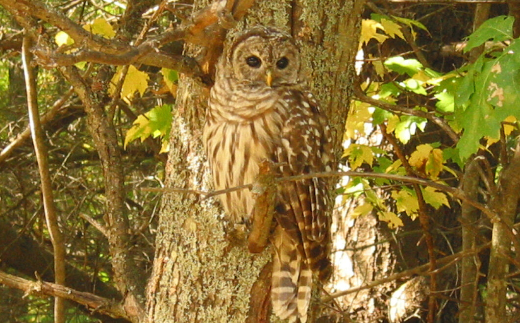 Critter of the Month: The Barred Owl - Northwoods Star Journal