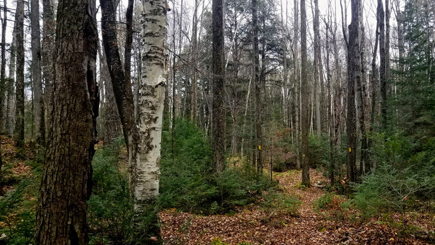 Midwest States 100, Chequamegon-Nicolet National Forest, August 27th ...