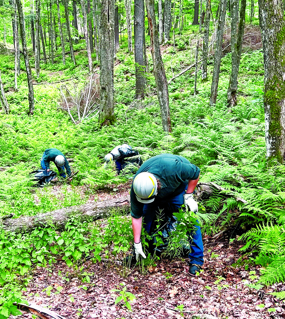 Forest Service identified 143 new invasive plants in national forest ...