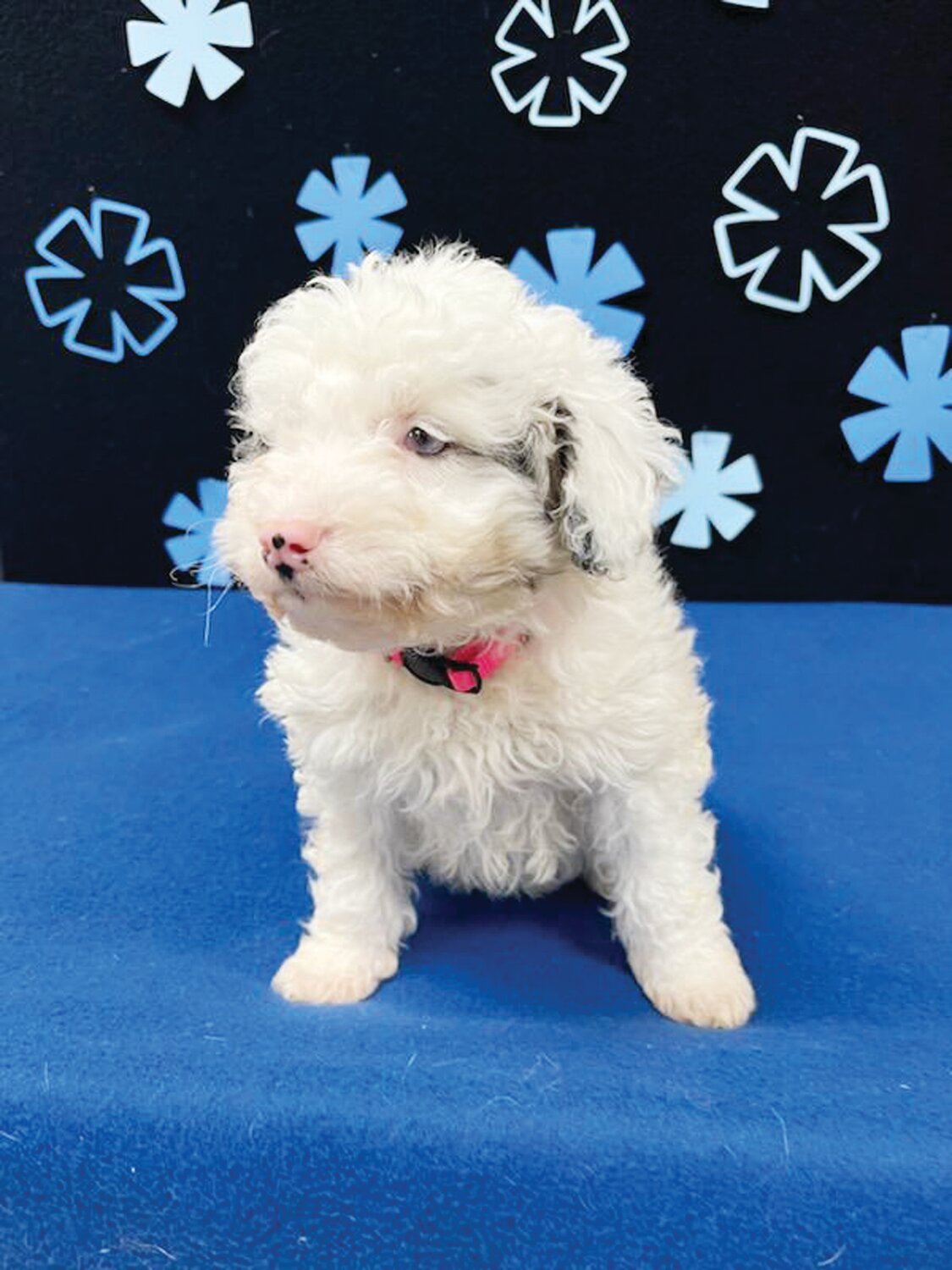 clark County humane society pet of the week - Hub City Times