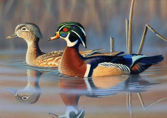 DNR Now Accepting Artwork For The 2026 Turkey, Pheasant And Waterfowl ...