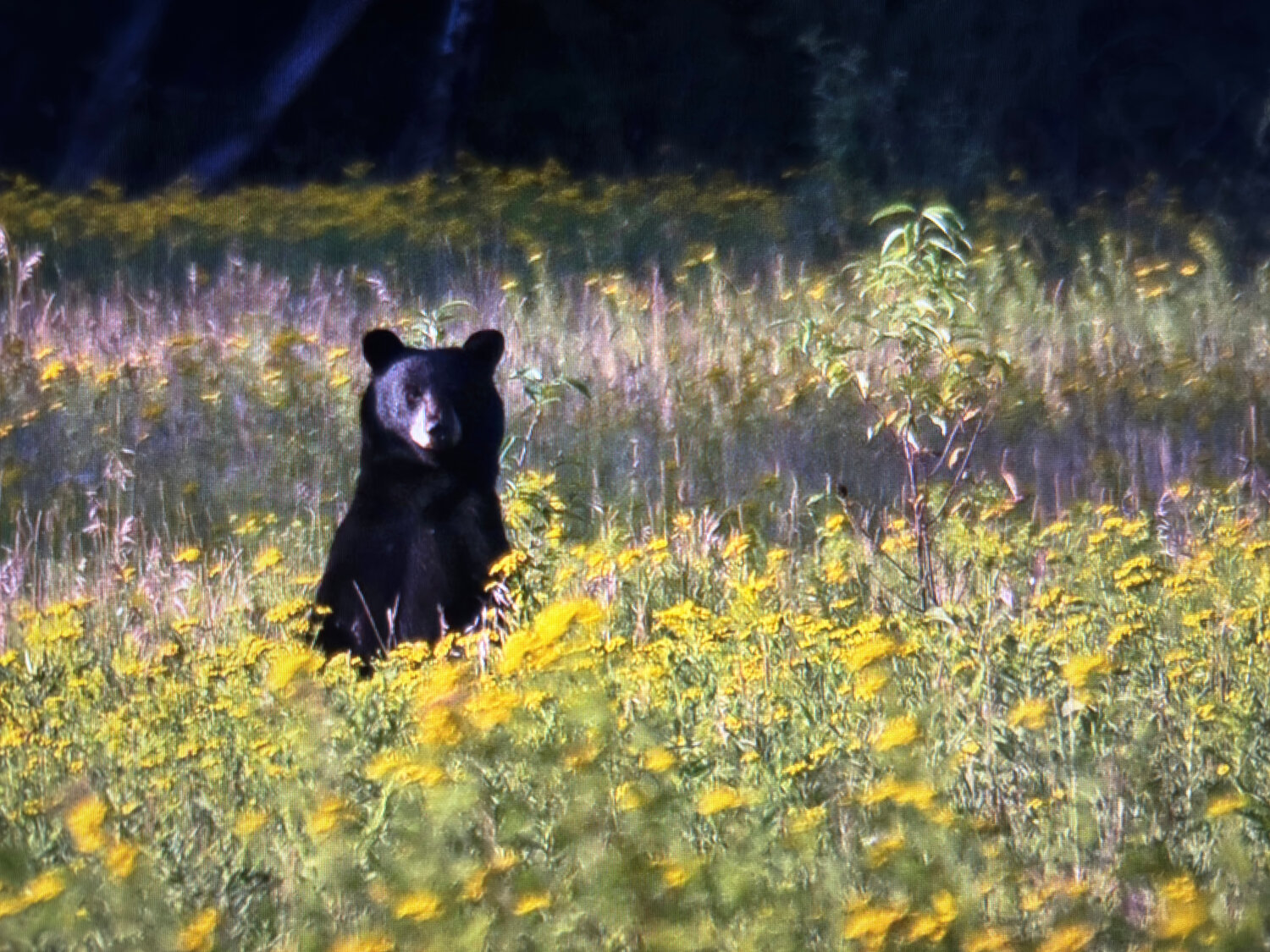 100 years of Michigan bear hunting - Iron County Reporter