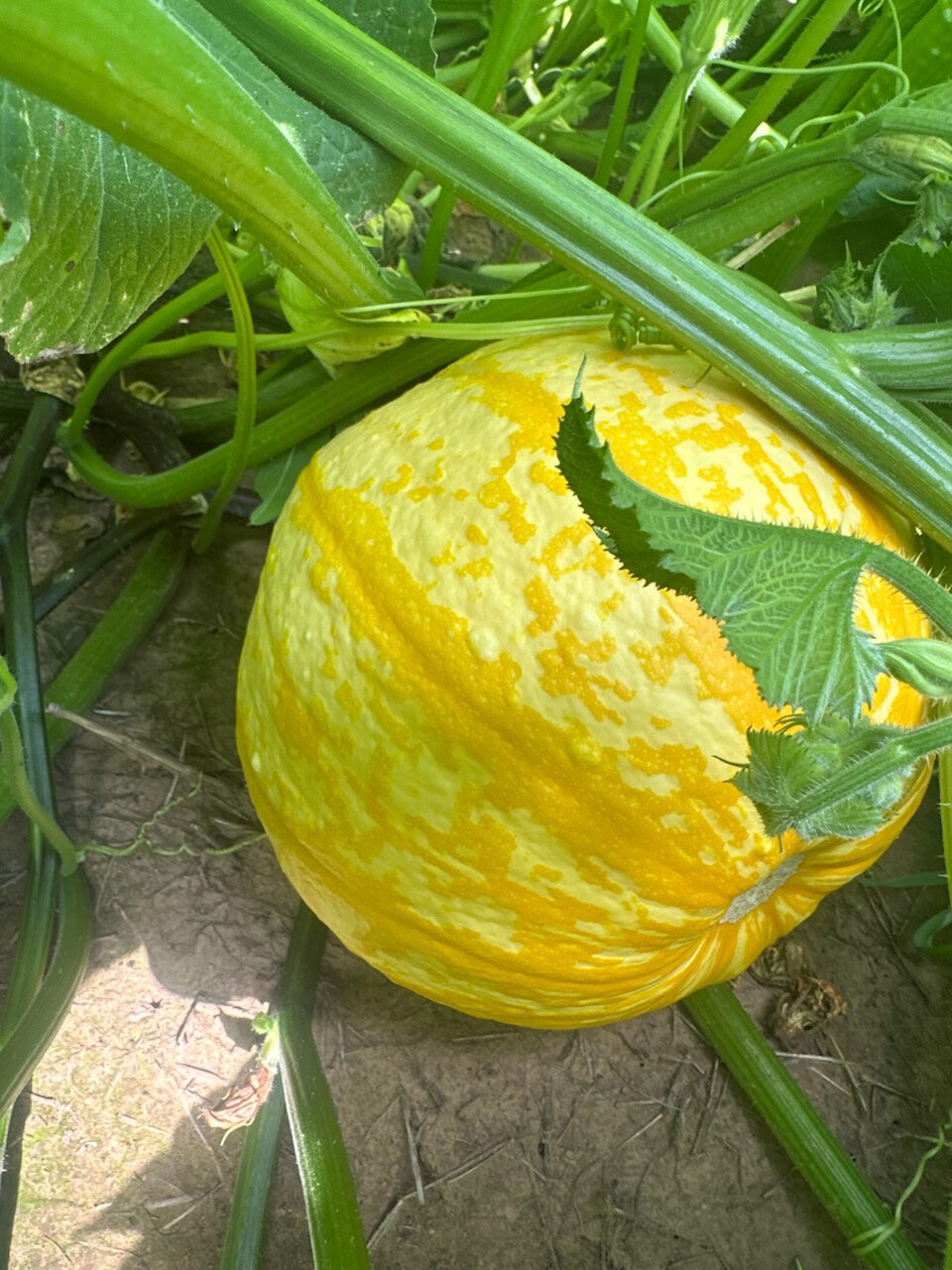 Local farms celebrate pumpkin harvest with family fests - Peshtigo Times
