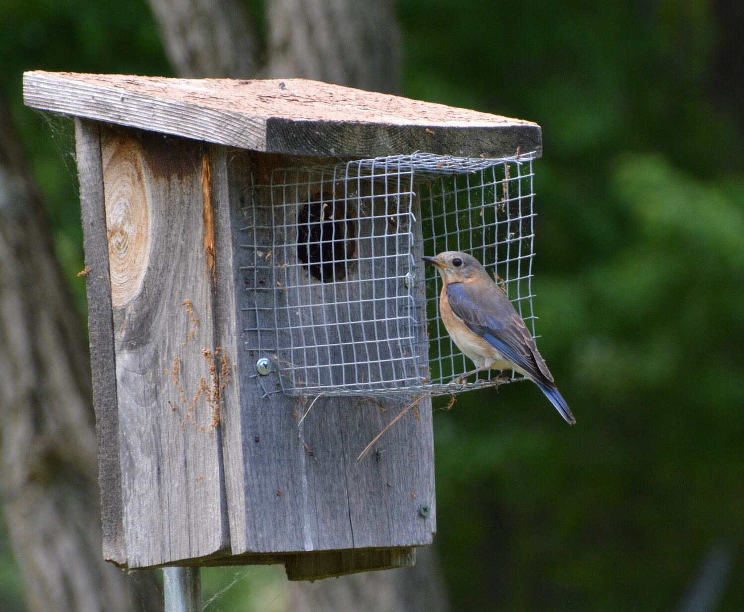 Oconto volunteers help to reverse declining bird populations - Peshtigo ...